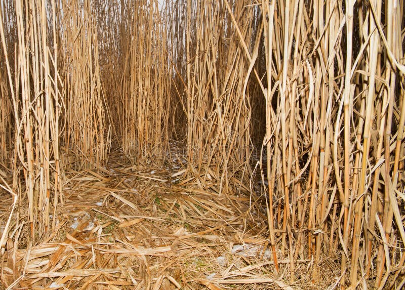 Feld des Riesen Miscanthus stockfoto. Bild von winter - 86007240