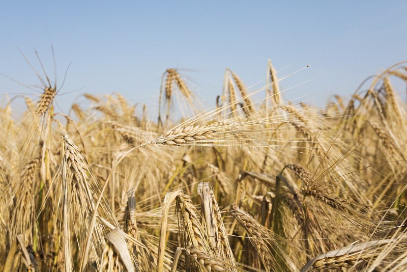 Feld Deutschlands, Rye, Reif, Roggen Stockbild - Bild von gras ...