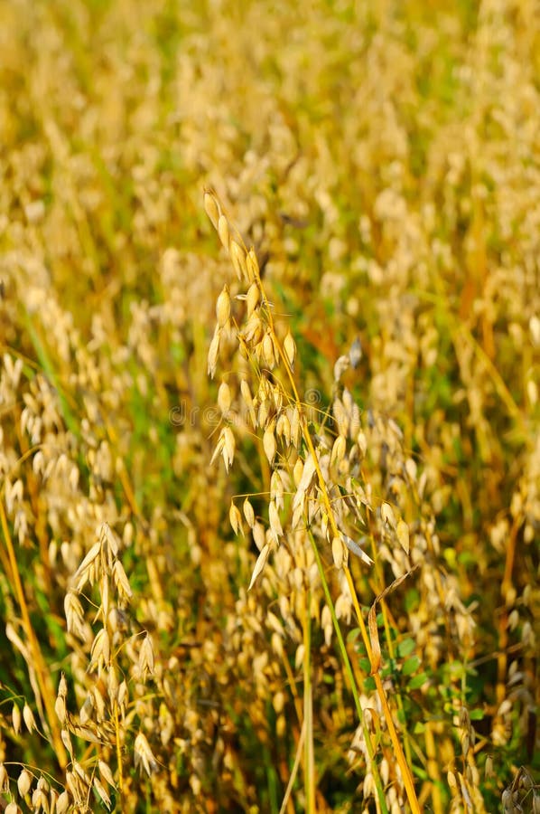Reifer Hafer, Der Auf Feld Wächst Stockfoto - Bild von golden, reif ...