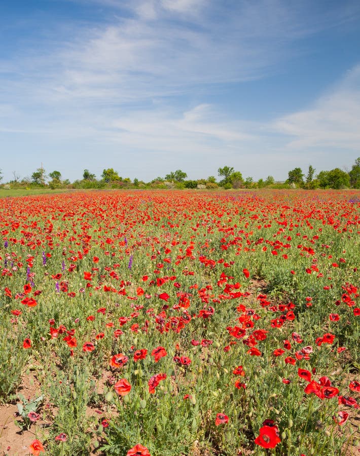 Feld Mit Blume Der Mohnblume Stockfoto - Bild von bauernhof, wiese ...