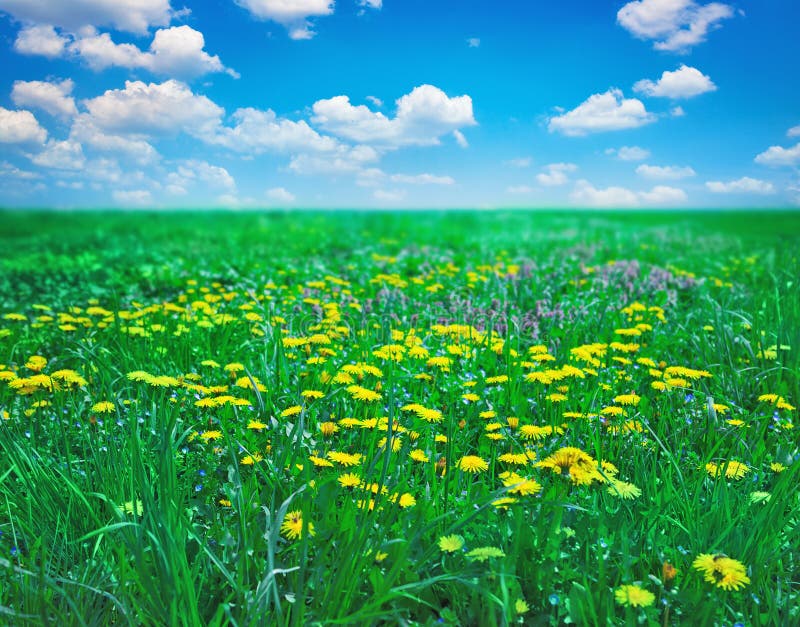 Feld mit Blumen stockfoto. Bild von garten, orange, farbe - 14560878