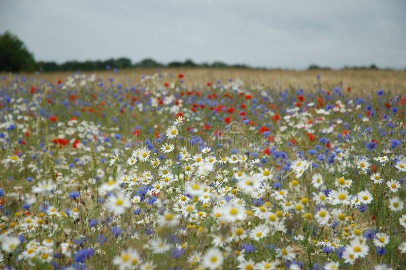 Feld mit Blumen stockfoto. Bild von berg, gras, wolken - 5556358