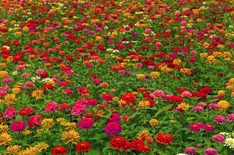 Blumenwiese stockbild. Bild von blütenstaub, rosa, farbe - 9470635