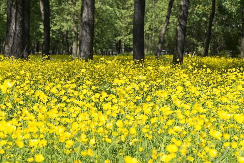 Feld Mit Gelben Blumen an Einem Sonnigen Tag Stockfoto - Bild von ...