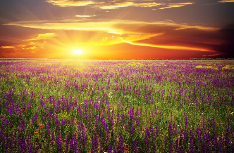 Feld Mit Gras, Violetten Blumen Und Roten Mohnblumen Stockbild - Bild ...