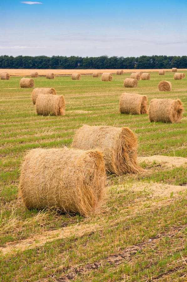 Landwirtschaftliches Feld Mit Rundballen Heu, Zum Des Viehs Im Winter ...