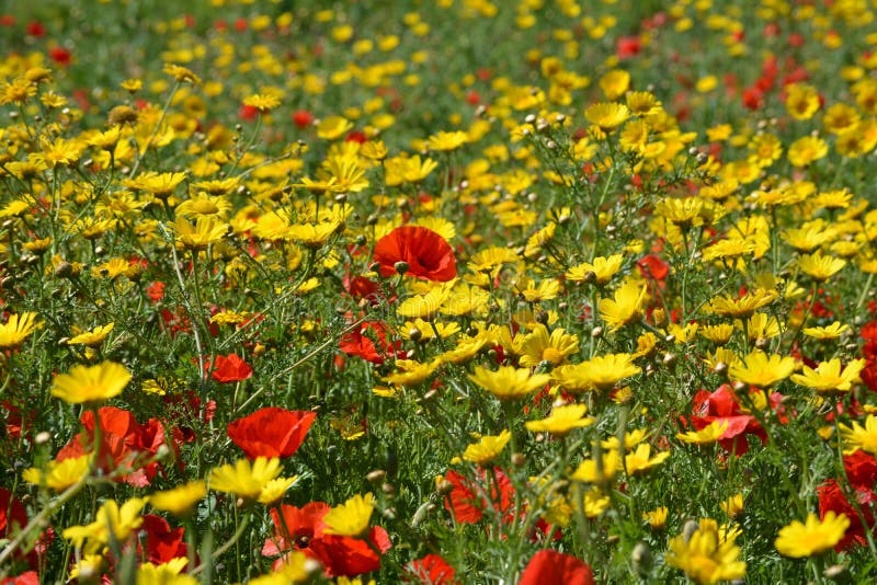 Feld Voll Von Blumen (Malta) Stockfoto - Bild von mittelmeer, bunt ...