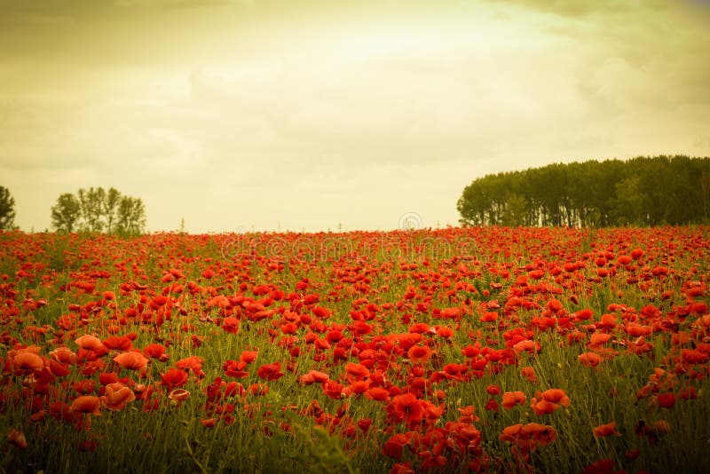 Feld Mit Gras, Violetten Blumen Und Roten Mohnblumen Auf ...