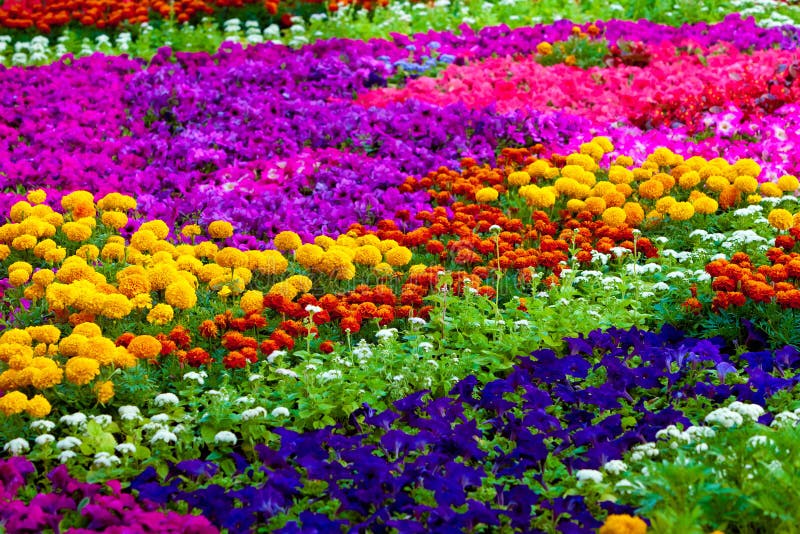 Feld Von Blumen Von Verschiedenen Farben Stockfoto - Bild von blau ...