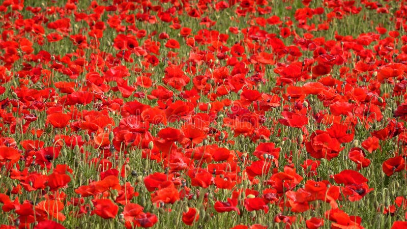 Feld Von Roter Poppy Flowers Blowing in Der Brise Stockbild - Bild von ...