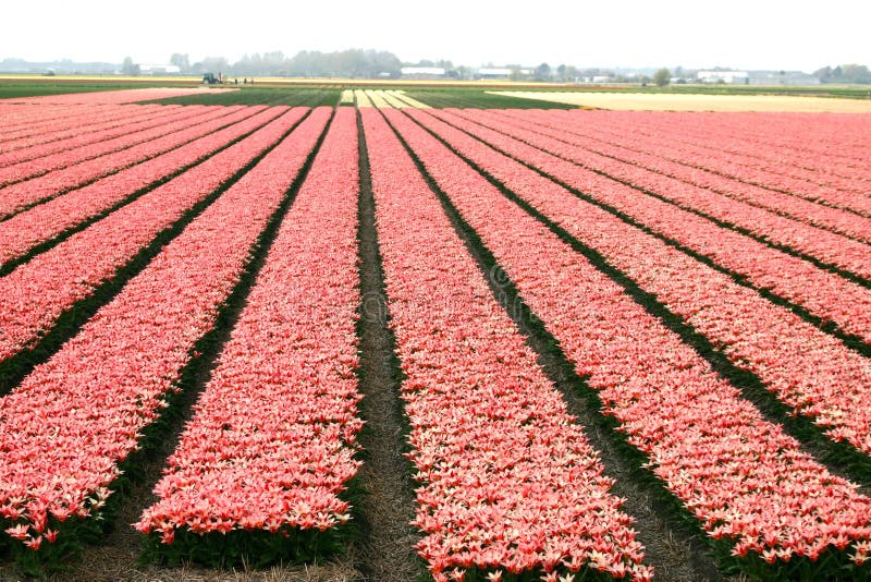 Felder der Blumen stockbild. Bild von feld, hintergrund - 734981