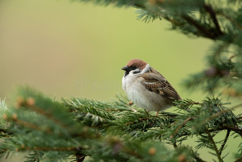 Eurasian tree sparrow stock image. Image of fall, tree - 239628209