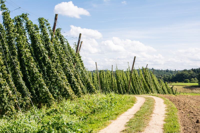 532 Hopfenfeld Fotos - Kostenlose und Royalty-Free Stock-Fotos von ...