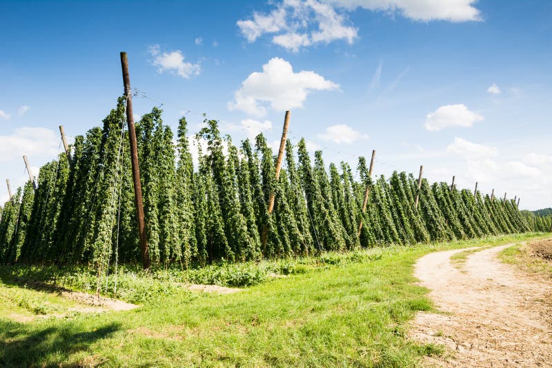 Feldweg Entlang Einem Hopfenfeld Stockfoto - Bild von weide, pfad: 45693050