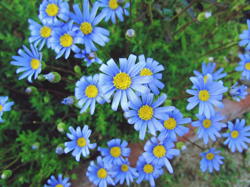 Felicia Amelloides Blue & Yellow Stock Image - Image of blue, green ...