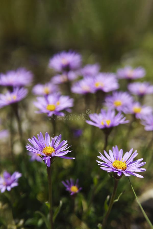 202 Felicia Flowers Stock Photos - Free & Royalty-Free Stock Photos ...