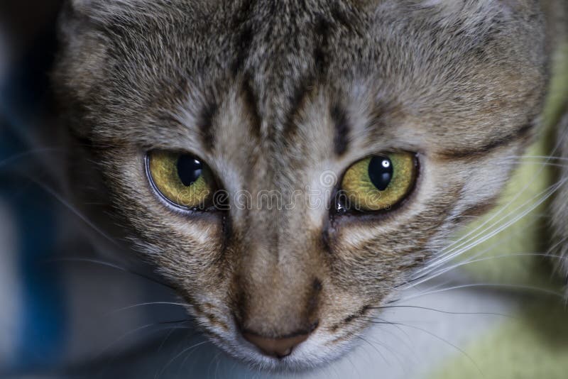 Feline, Adorable Common Cat Hair Tabby Stock Image - Image of looking ...