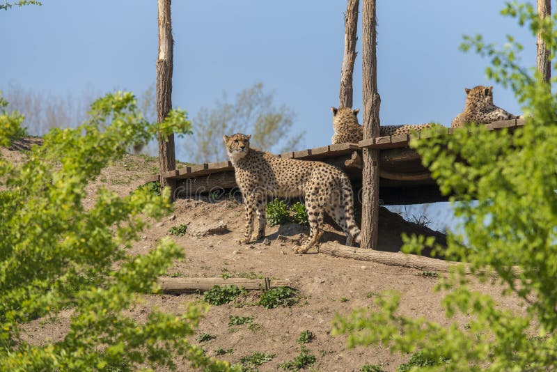 Feline Beasts at Prague Zoo Editorial Photography - Image of beast ...
