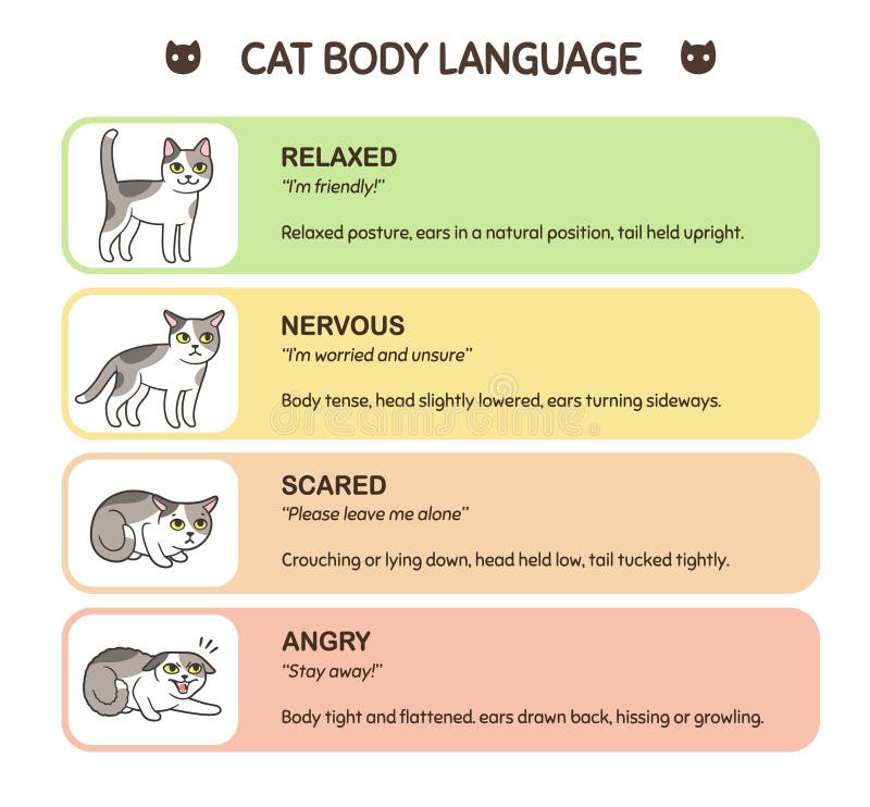 Cat Body Language Translation Cat Body Language Translation