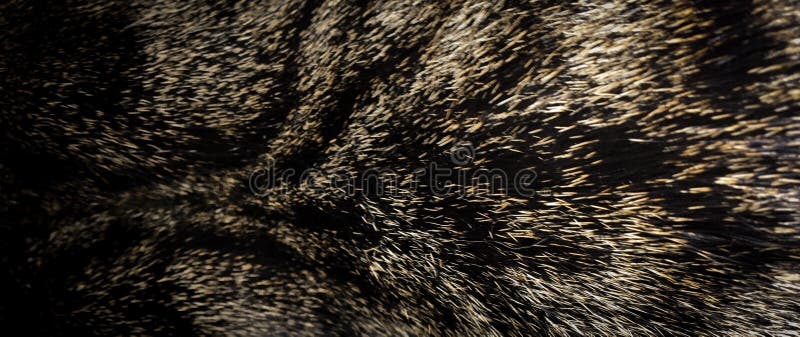 Feline stock photo. Image of background, wallpaper, texture - 193999134