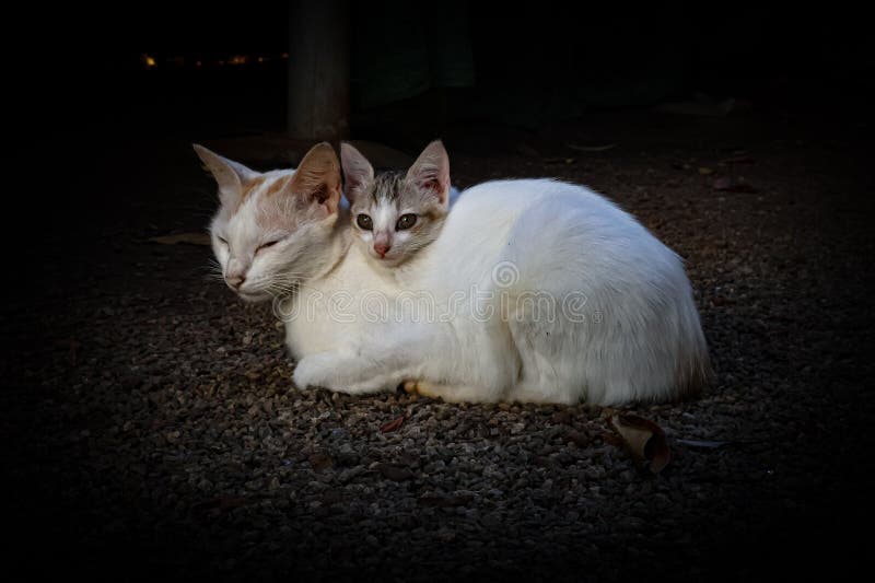 Feline catling family stock image. Image of wildcat - 335975135