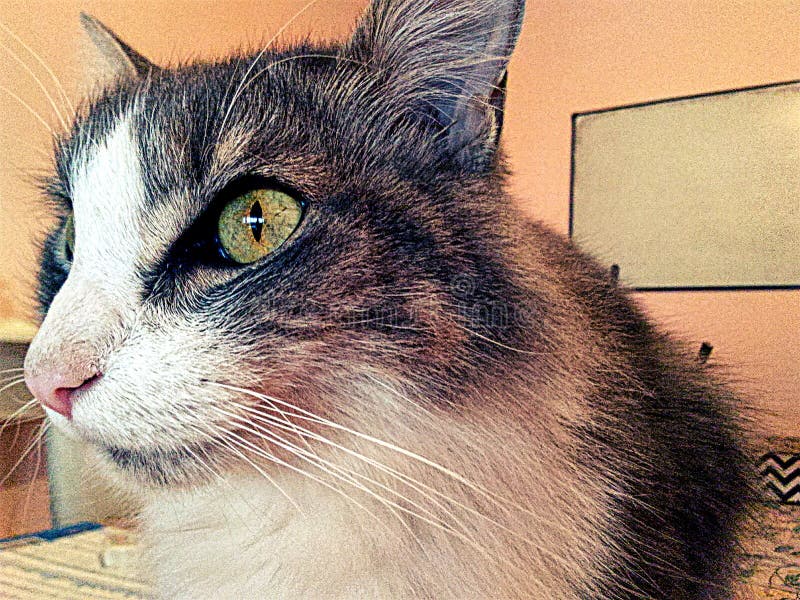 Feline concentration stock photo. Image of staring, concentration ...