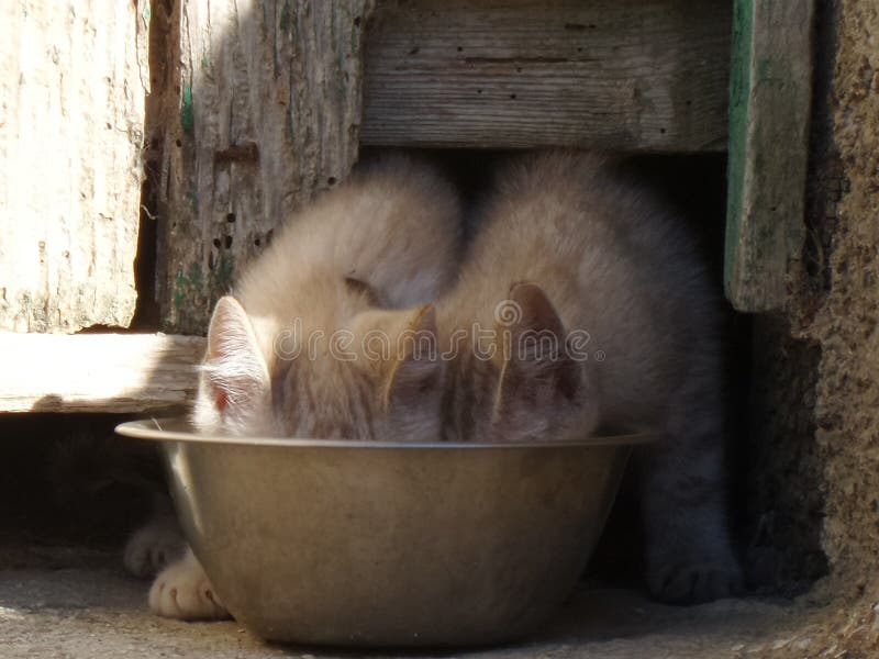 Kittens Outdoors in Natural Light Stock Photo - Image of small, cute ...