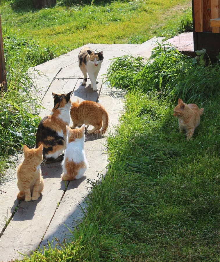 Feline family stock photo. Image of kitten, board, hisses - 52325780