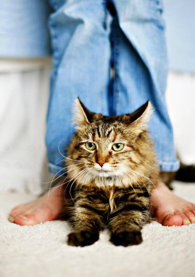 Feline & Feet stock photo. Image of love, kitten, funny - 1959518