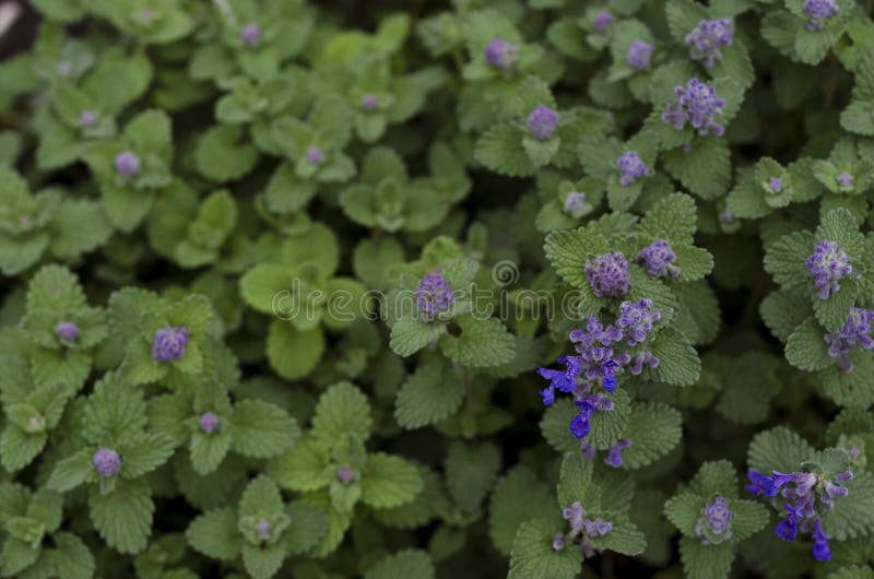 Feline Mint Variety with Blue Flowers Stock Image - Image of flowers ...