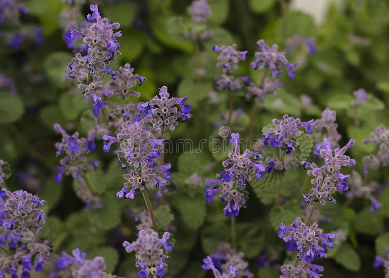 Feline Mint Variety with Blue Flowers 2 Stock Photo - Image of floral ...