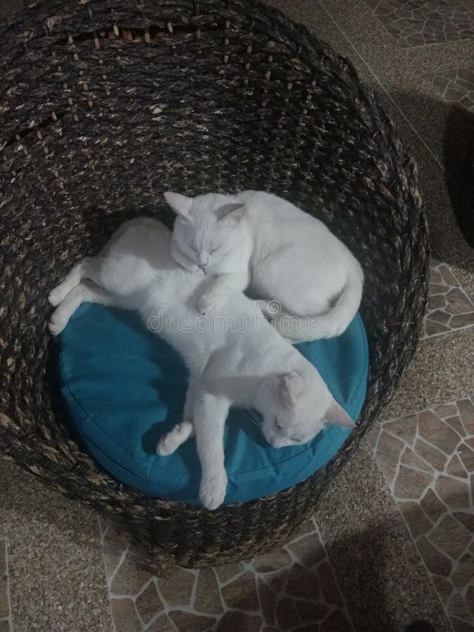 Feline Siblings stock image. Image of siblings, cats - 118916037