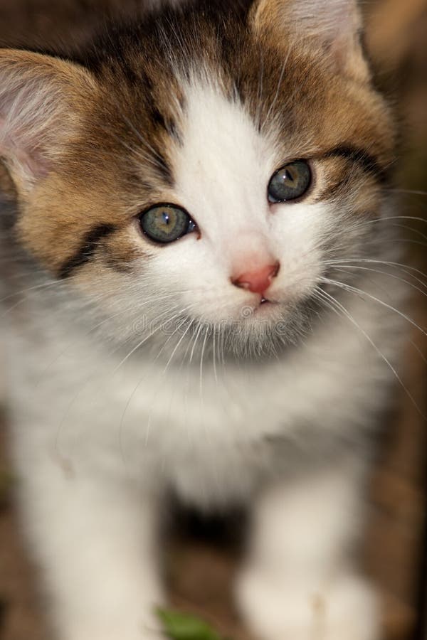 Felis catus, cat stock photo. Image of animal, mammal - 18984144