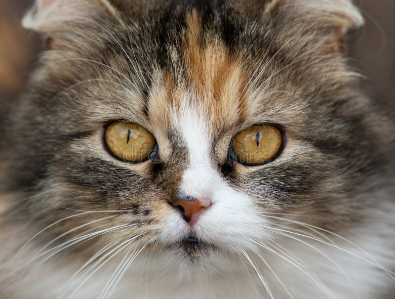 Felis catus, cat stock photo. Image of pretty, animal - 18984140