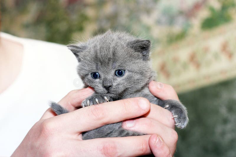 Felis Catus. Little Kitten in the Hands Stock Image - Image of little ...