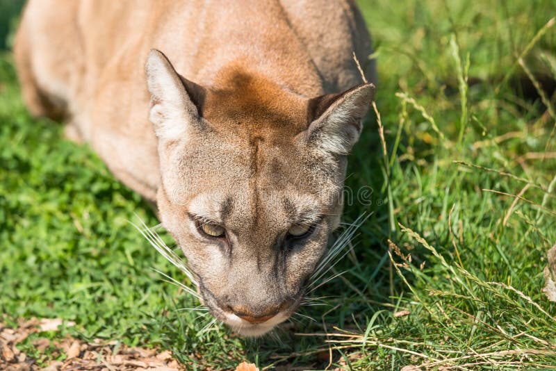Felis Concolor del puma immagine stock. Immagine di messo - 111766149
