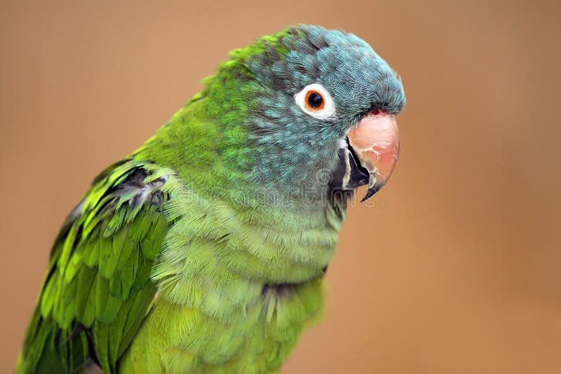 Feliz de verle foto de archivo. Imagen de brillante, mirando - 8903994