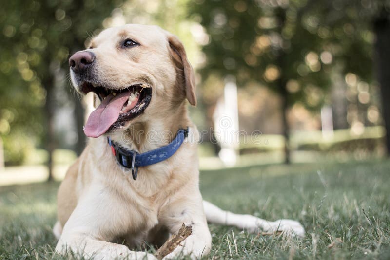 Feliz Perro Labrador Sonriente Afuera Imagen de archivo - Imagen de ...