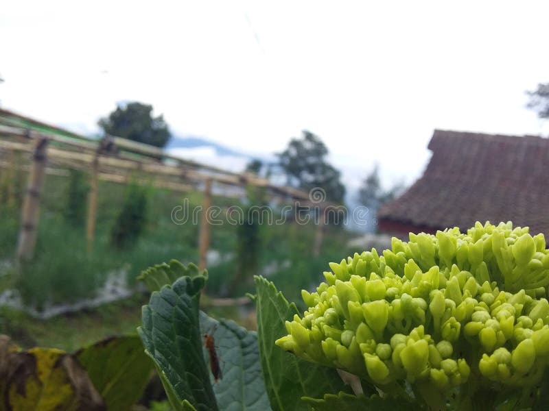 Fell fresh in the ridge stock photo. Image of fruit - 219272484