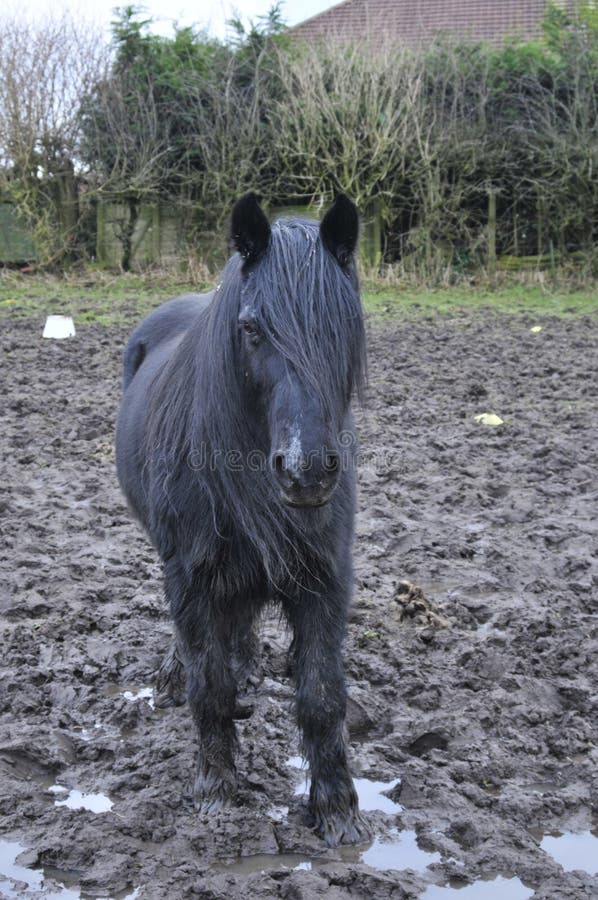 Fell Pony Photos - Free & Royalty-Free Stock Photos from Dreamstime