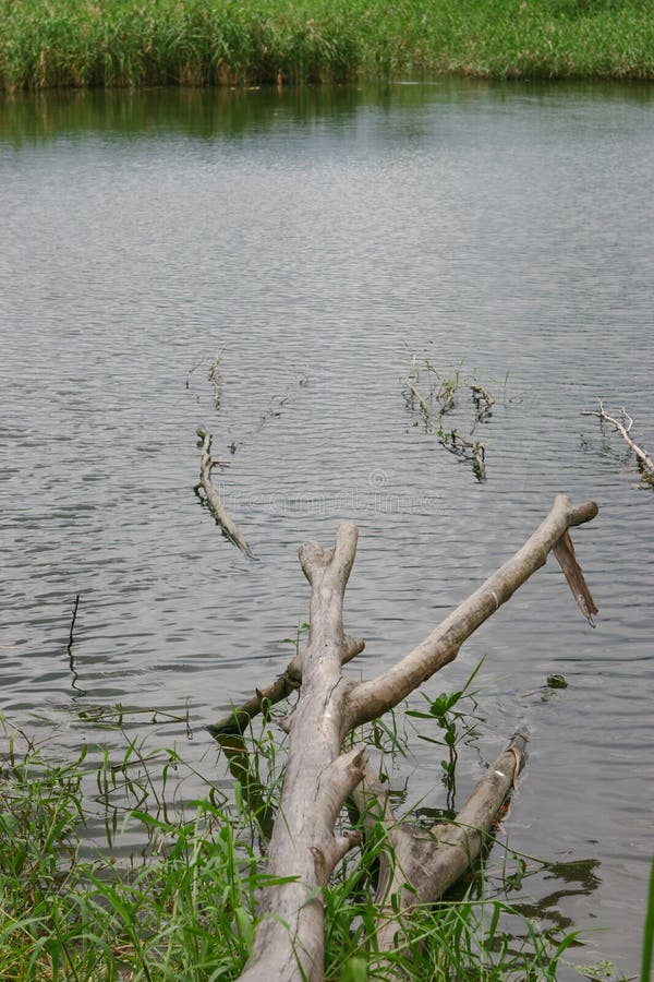 A Fell into a Pond, Trees after the Storm Broke Stock Image - Image of ...