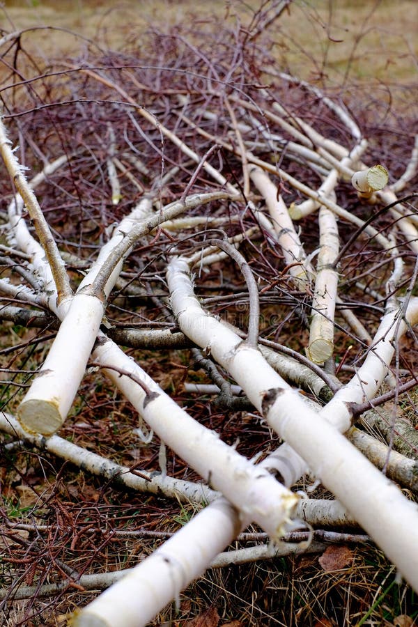 Felled birch branches stock photo. Image of white, moss - 69762728