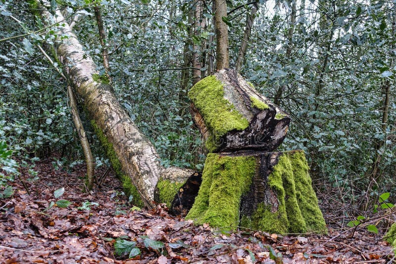 Felled birch tree stock photo. Image of mosscovered, crops - 85379906
