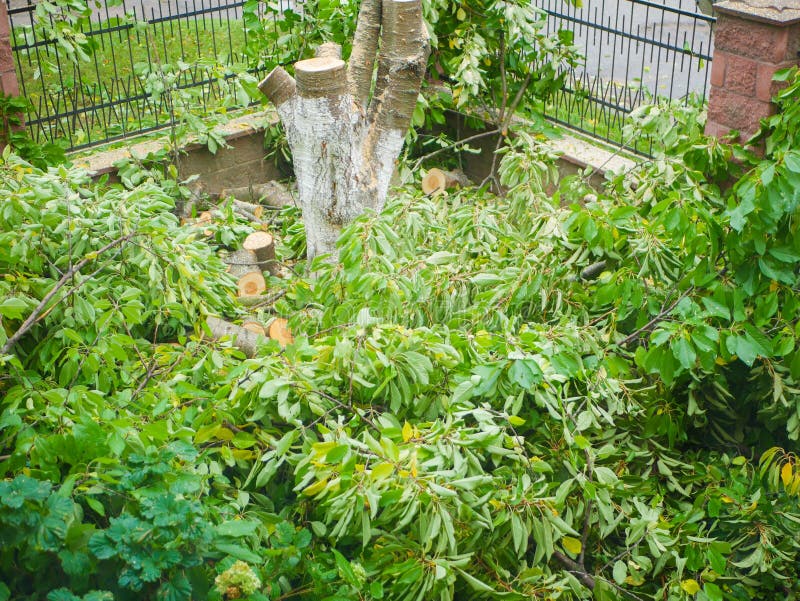 Felled Branches with Foliage on a Private Plot. Cutting Down Trees on ...