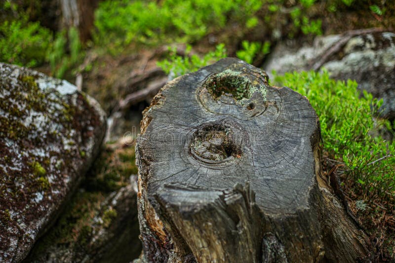 A Felled Coniferous Tree in the Forest, Cross Section Stock Image ...
