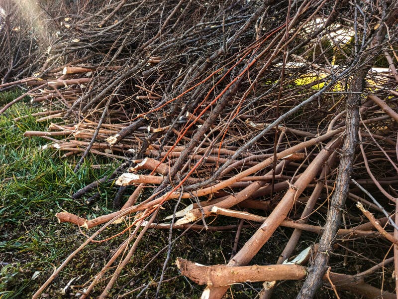 Felled and Cut Off Tree Branches Stacked on the Spring Lawn Stock Image ...