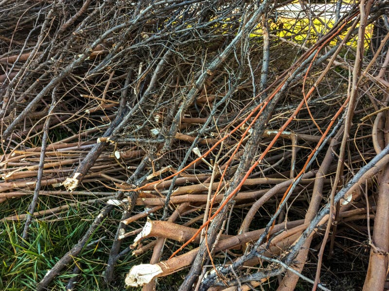 Felled and Cut Off Tree Branches Stacked on the Spring Lawn Stock Image ...