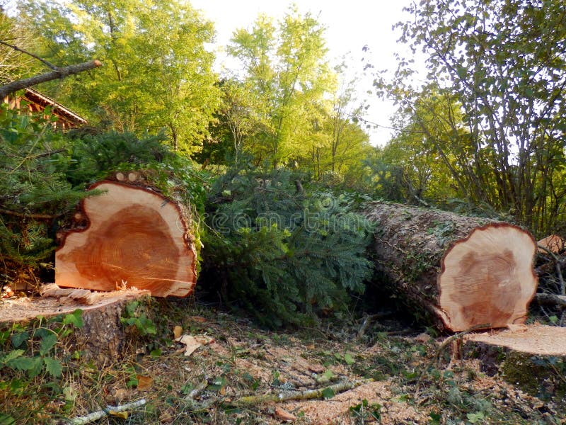 Felled European Spruce Trees Stock Photo - Image of brown, industry ...