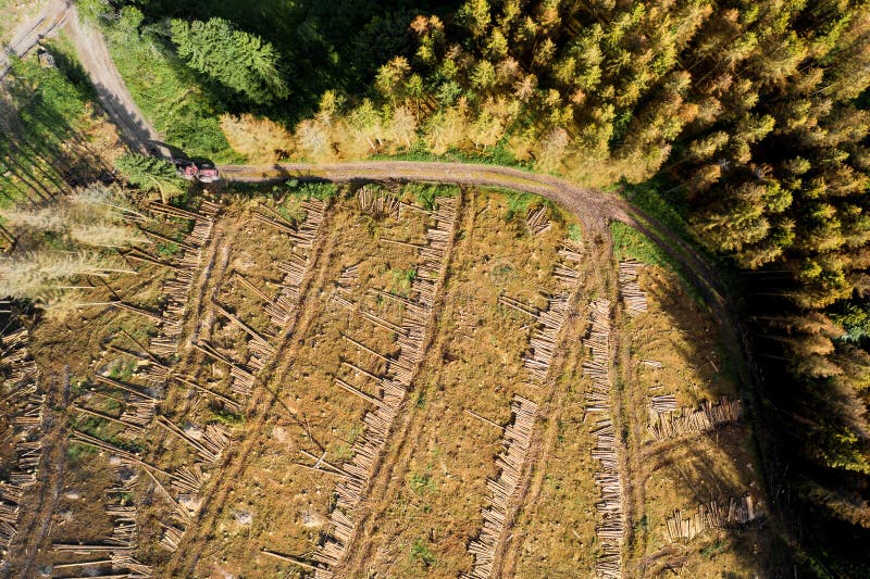 Felled forest from above stock image. Image of grass - 229396141