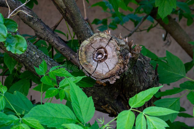 Felled Knotted Branch of a Tree with Green Leaves, in the Park Stock ...